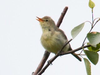 Icterine Warbler - eBird