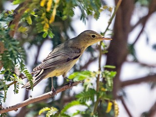 Icterine Warbler - eBird