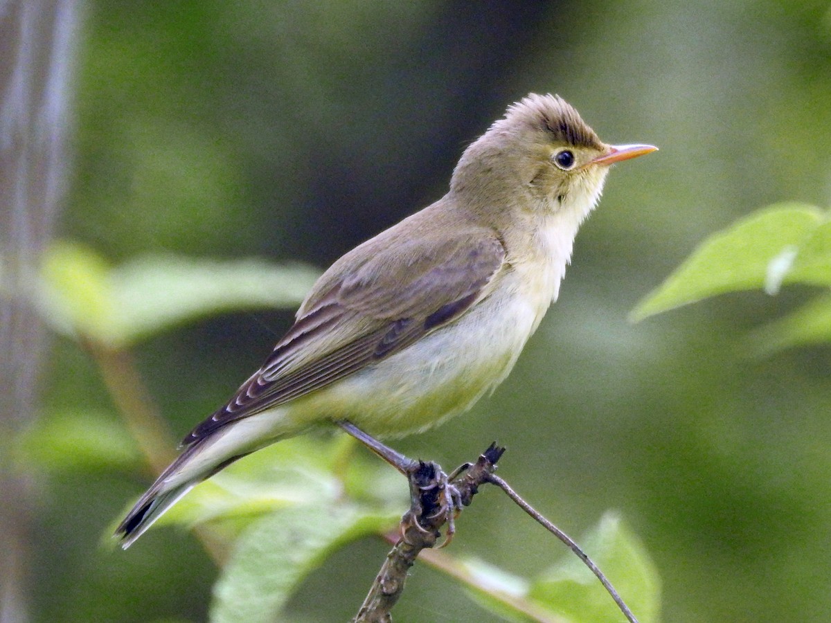 Icterine Warbler - Hippolais icterina - Birds of the World