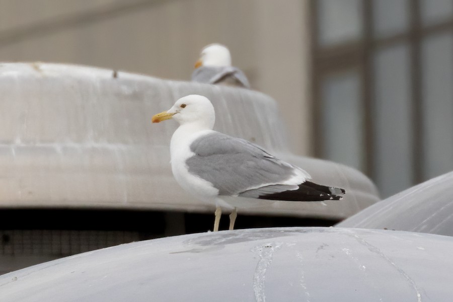 Herring x California Gull (hybrid) - eBird