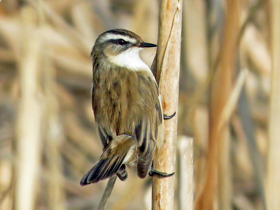 Moustached Warbler - eBird