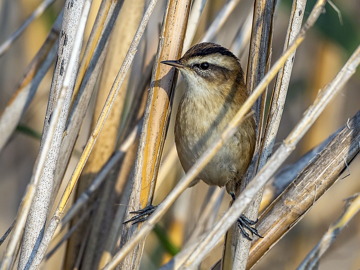Moustached Warbler - eBird