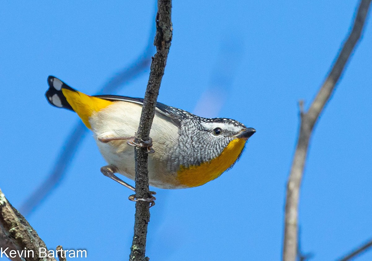 eBird Checklist - 6 Jun 2022 - Greater Bendigo National Park--Kamarooka ...
