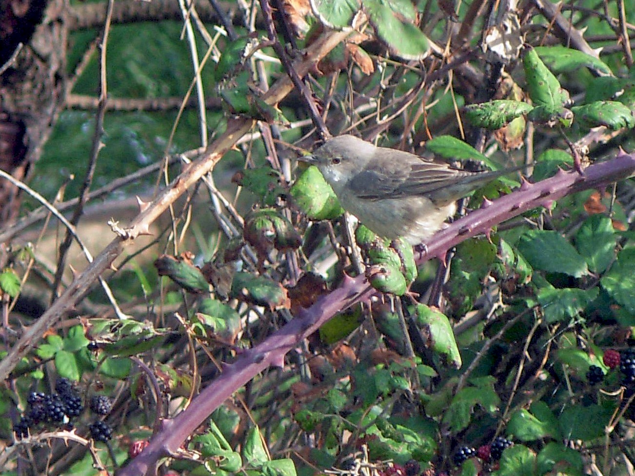 Barred Warbler - eBird