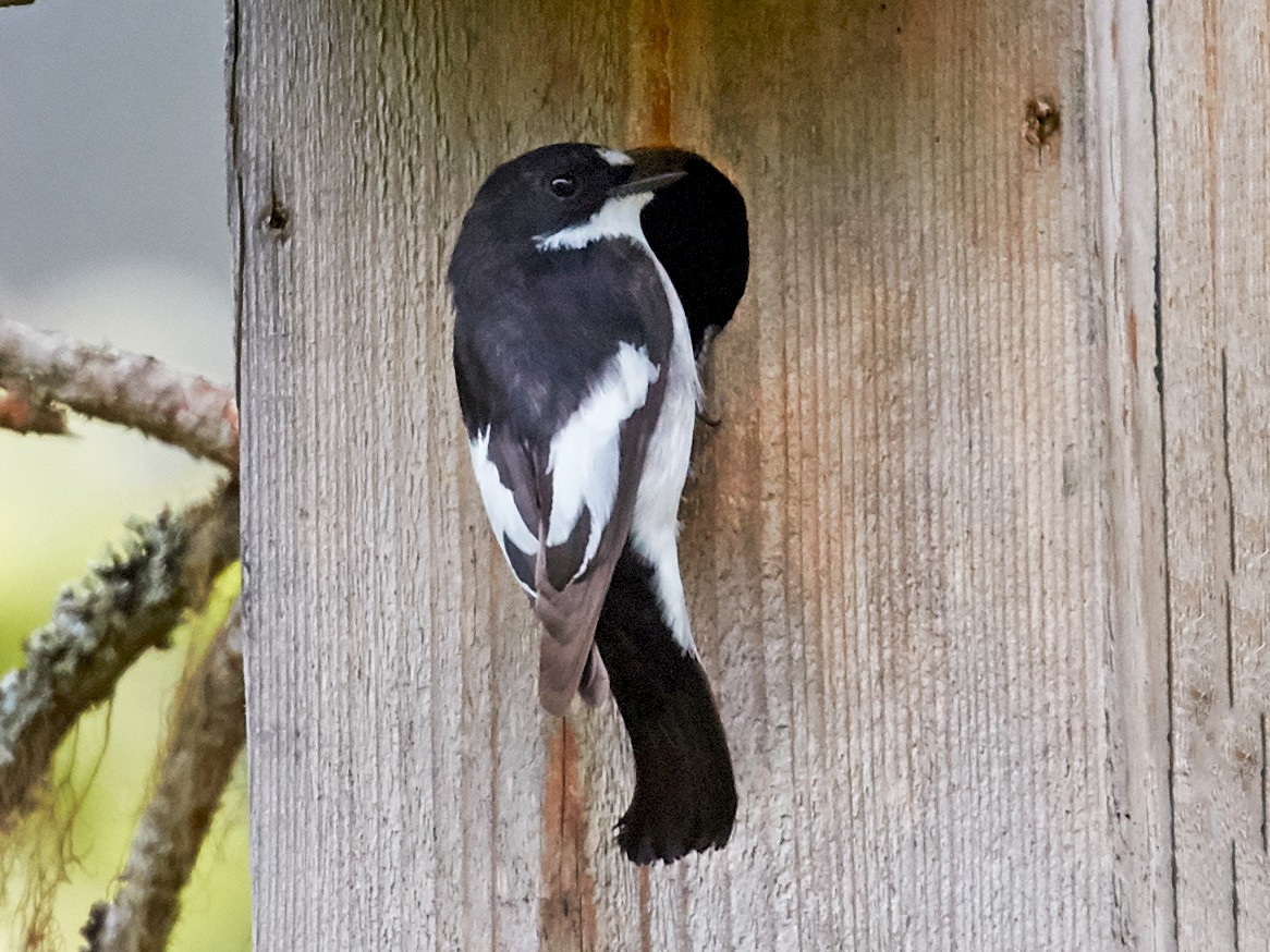 European Pied Flycatcher - eBird