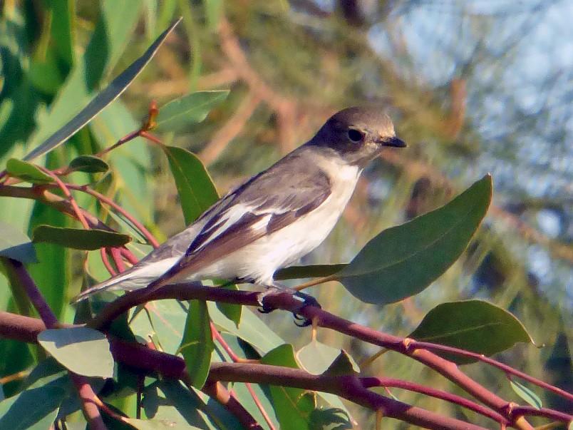 Collared Flycatcher - eBird