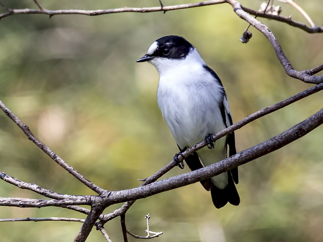 Collared Flycatcher - eBird