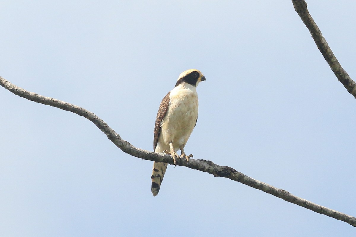 ML464151521 - Laughing Falcon - Macaulay Library