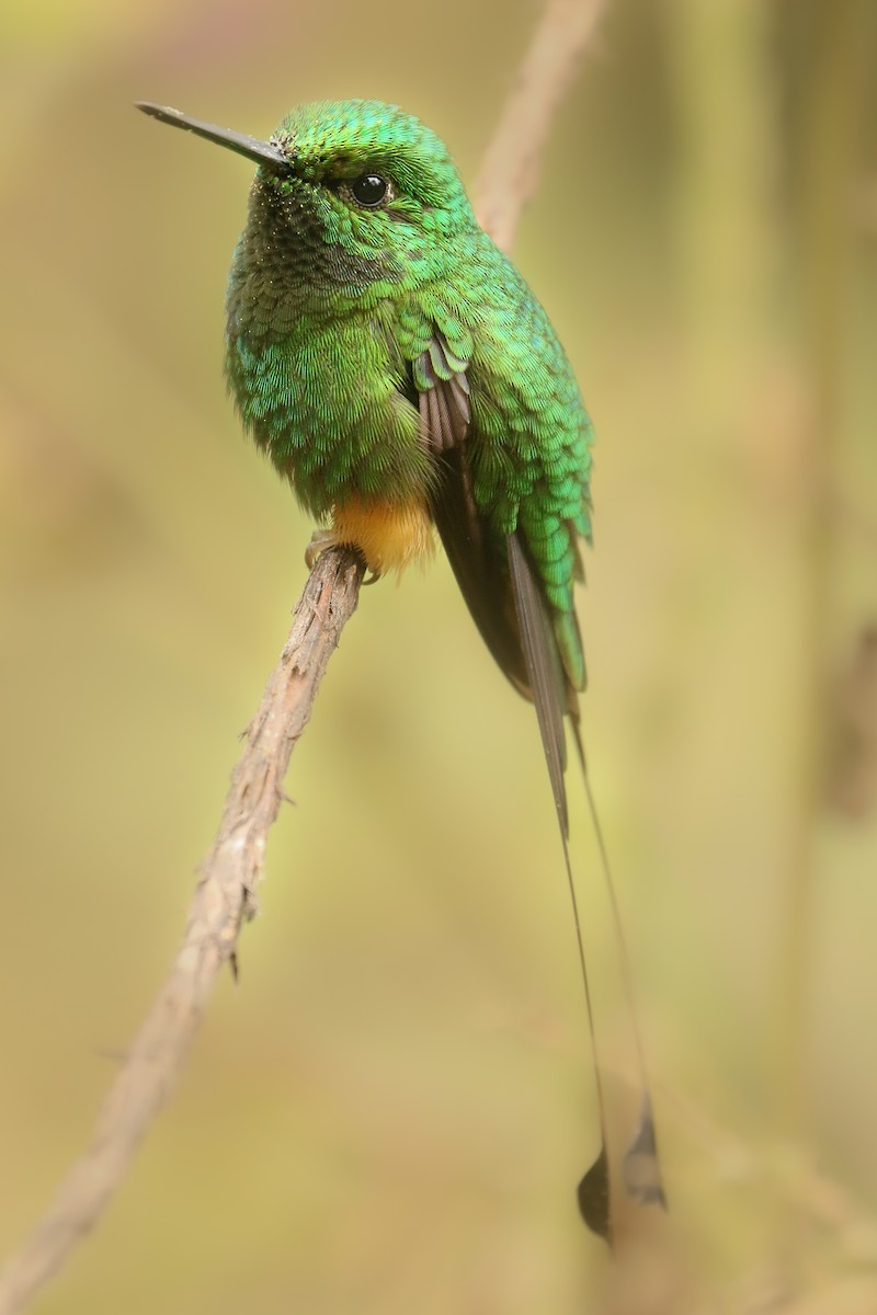 ML464152531 Rufous-booted Racket-tail Macaulay Library