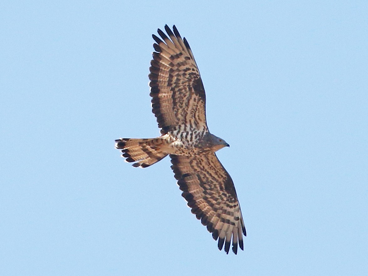 European Honey-buzzard - eBird