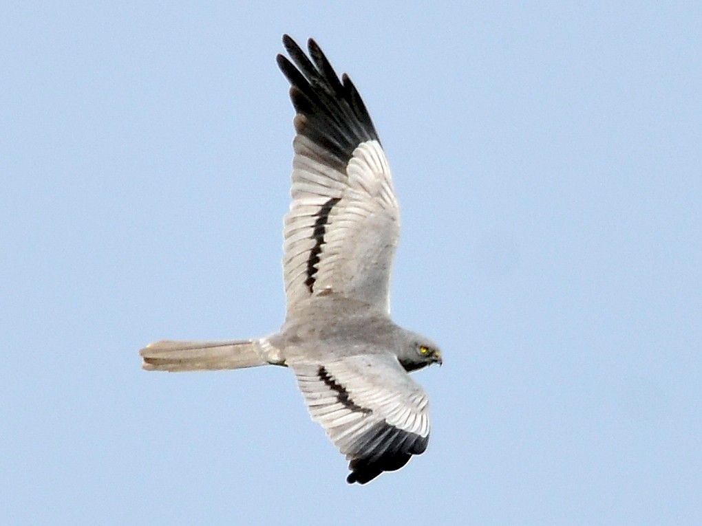 Montagu's Harrier - eBird
