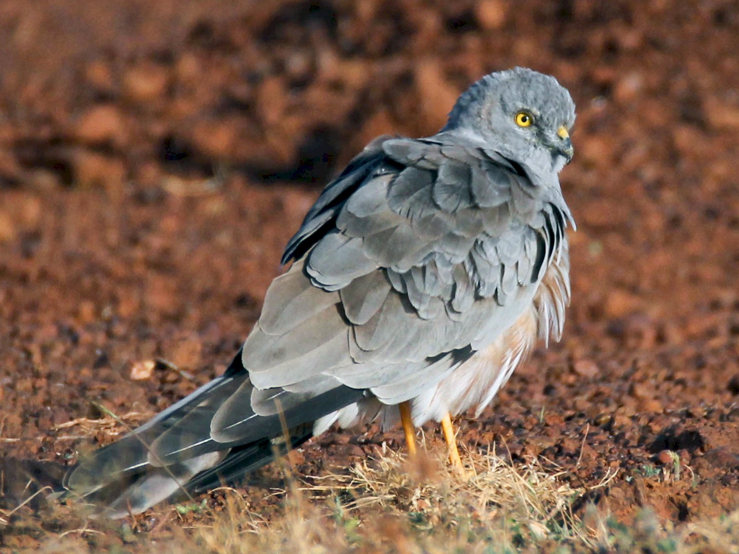 Montagu's Harrier - eBird