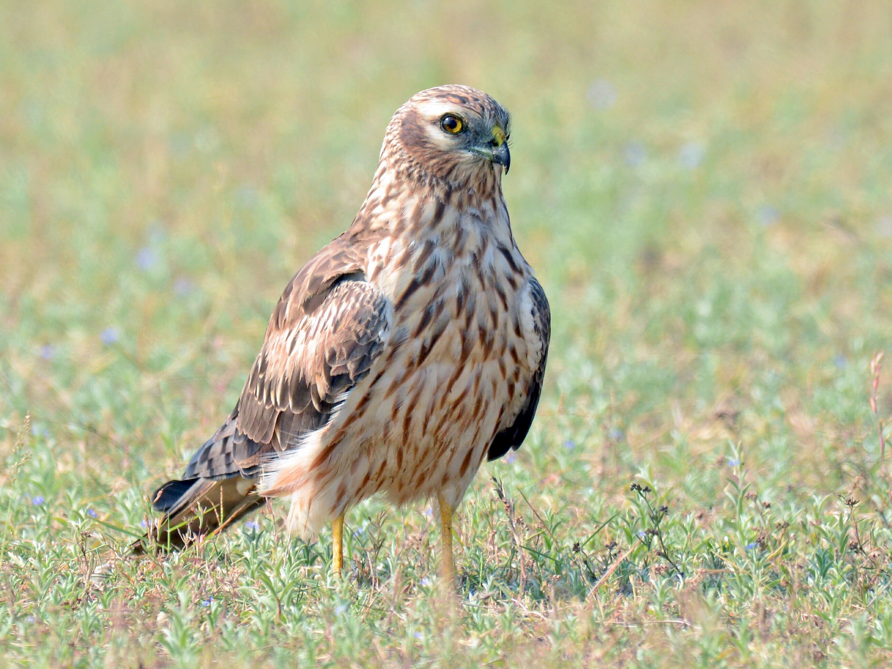 Montagu's Harrier - eBird