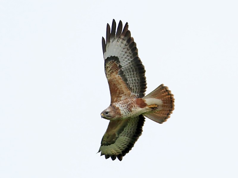Common Buzzard - eBird