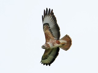 Common Buzzard - eBird