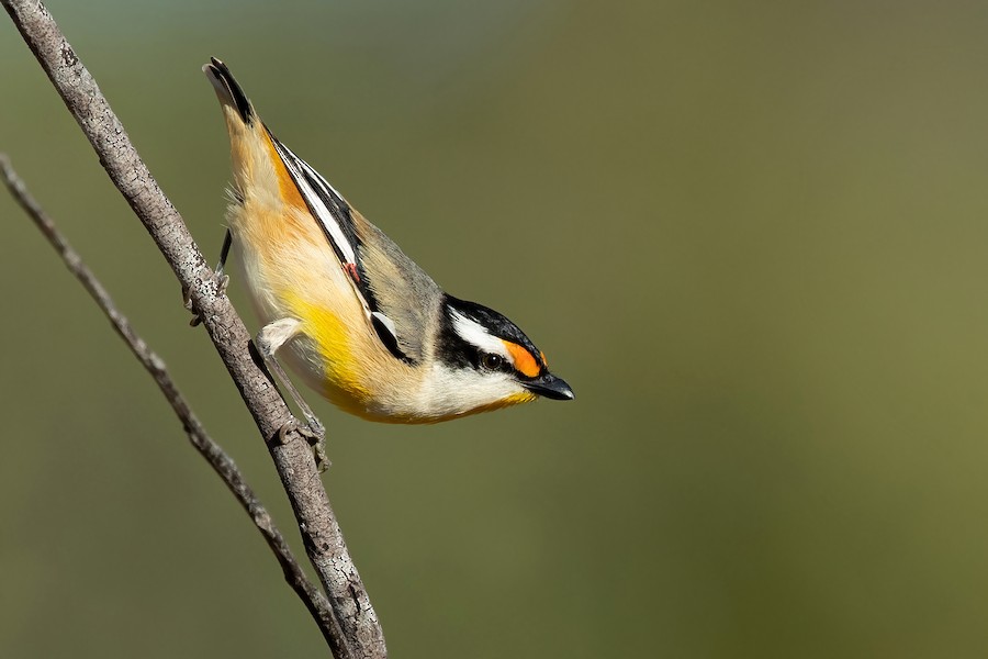Striated Pardalote (Black-headed) - eBird