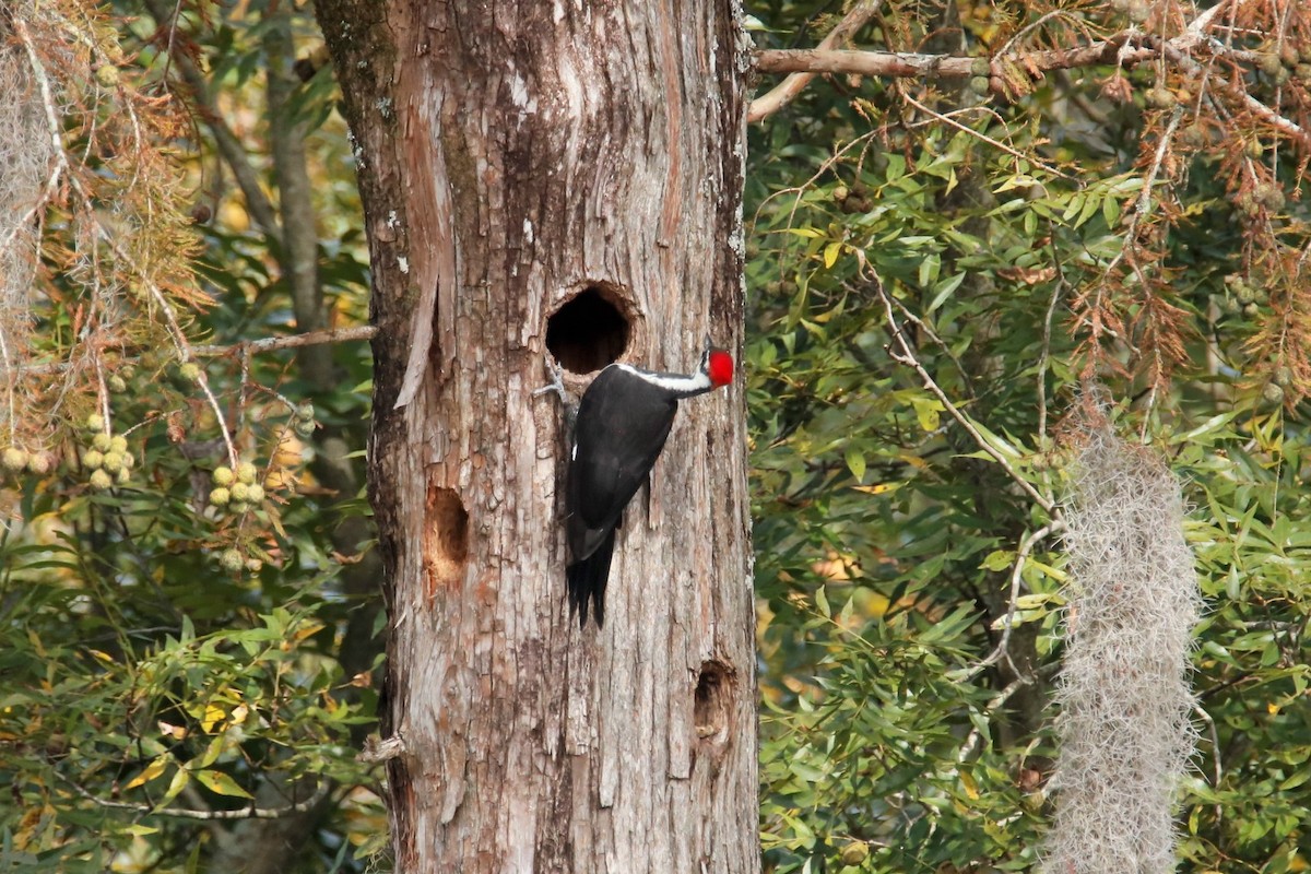eBird Checklist - 11 Nov 2021 - Kinston Nature Center (Neuseway Nature ...