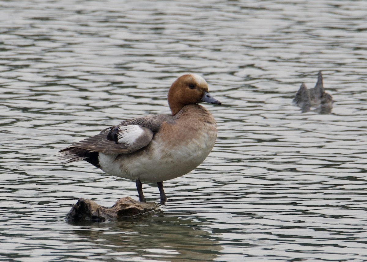 eBird Checklist - 3 Jul 2022 - 袖ヶ浦市--袖ヶ浦公園 (Sodegaura--Sodegaura Park ...