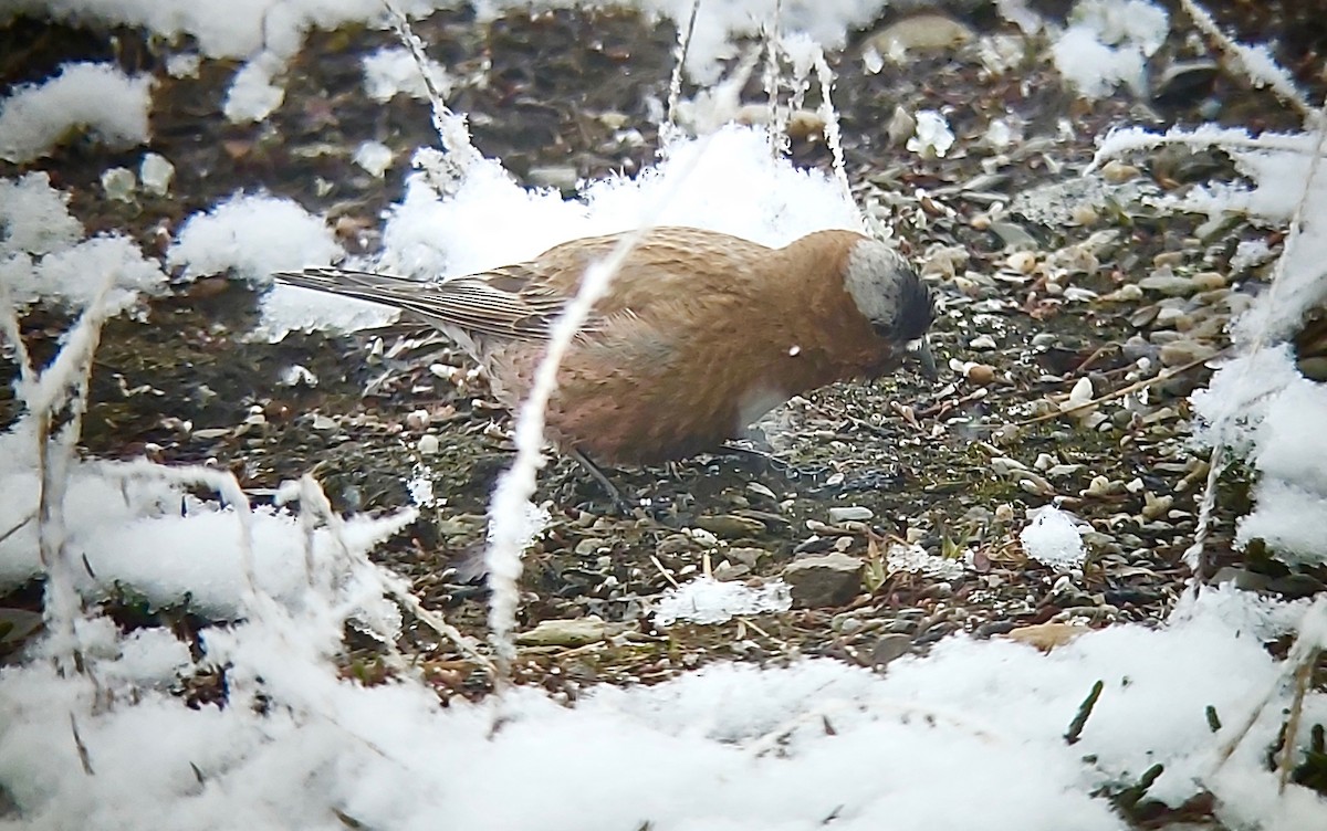 eBird Checklist - 23 Jun 2022 - Jasper National Park--Whistlers - 3 species