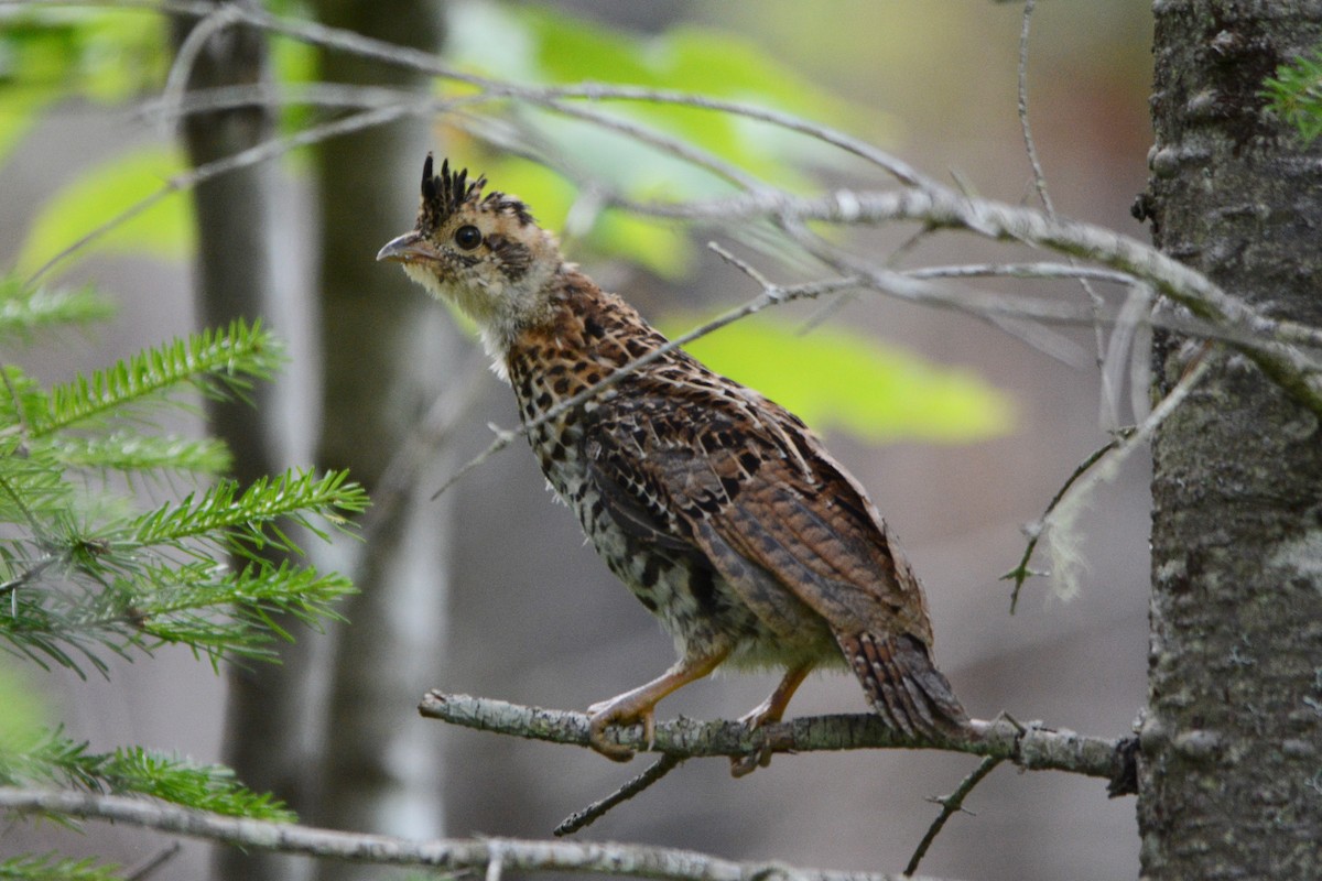 Maine Bird Atlas Checklist - 3 Jul 2022 - Dudley Brook Road, Central ...
