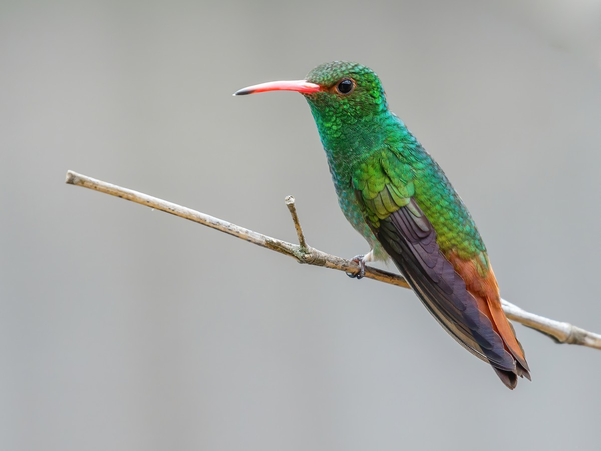 Rufous-tailed Hummingbird - Amazilia tzacatl - Birds of the World