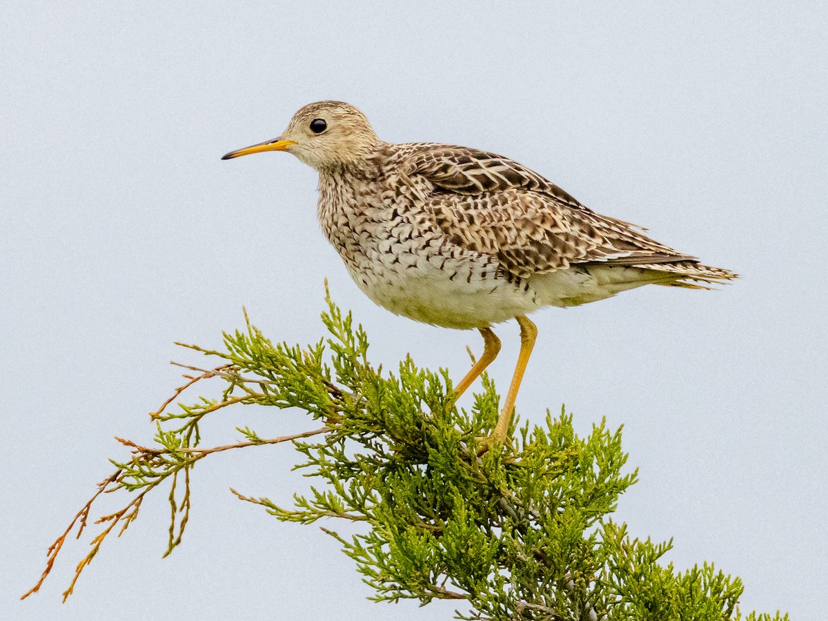 Upland Sandpiper - Bartramia longicauda - Birds of the World