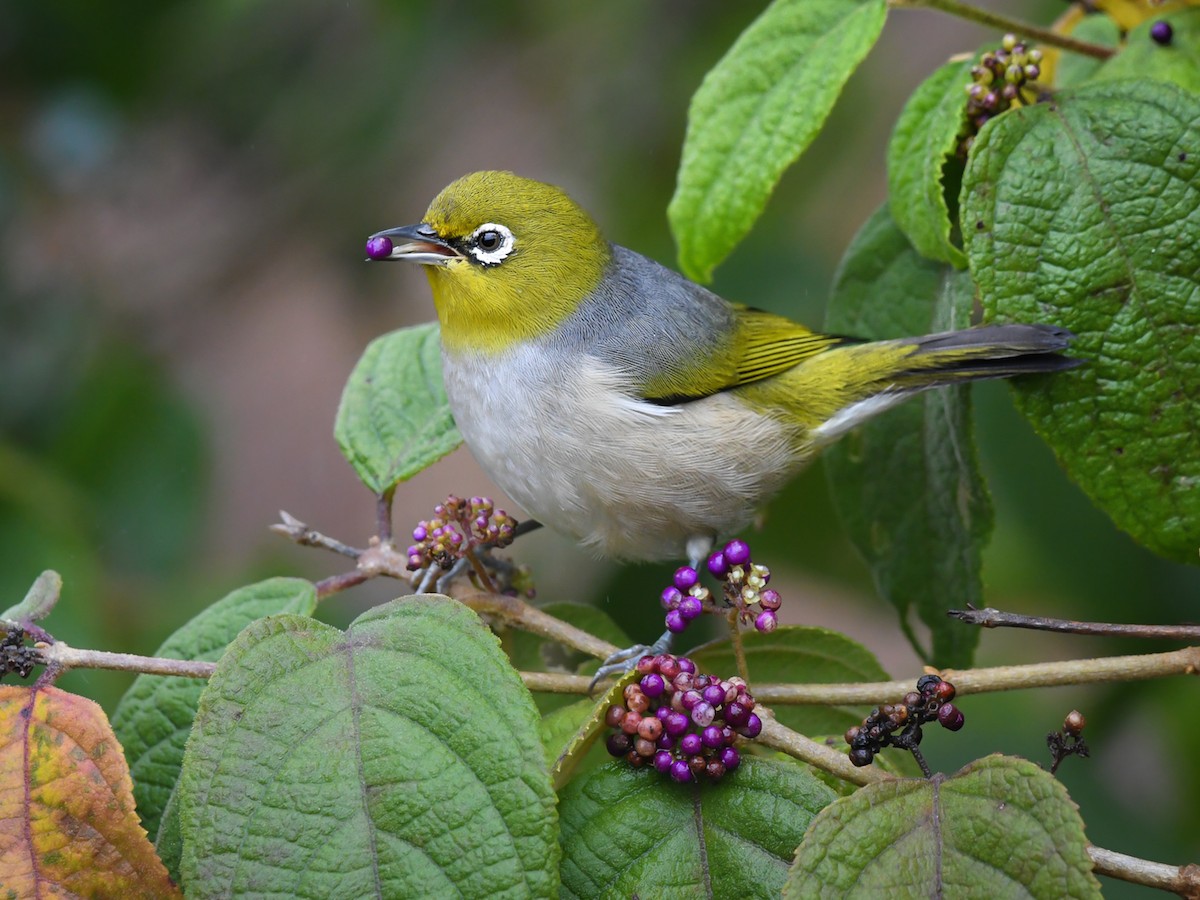 Silvereye - Zosterops lateralis - Birds of the World