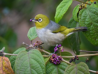 Silvereye - Zosterops lateralis - Birds of the World