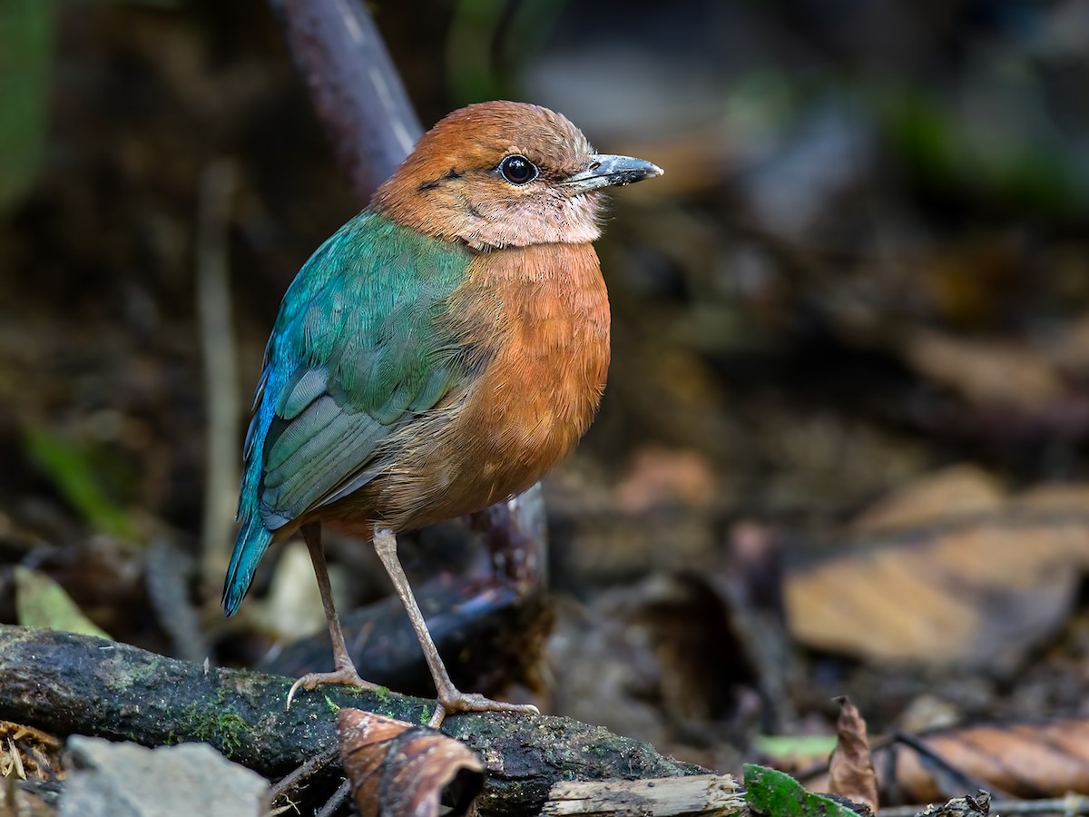 Rusty-naped Pitta - Hydrornis oatesi - Birds of the World