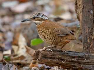 Eared Pitta - Hydrornis phayrei - Birds of the World