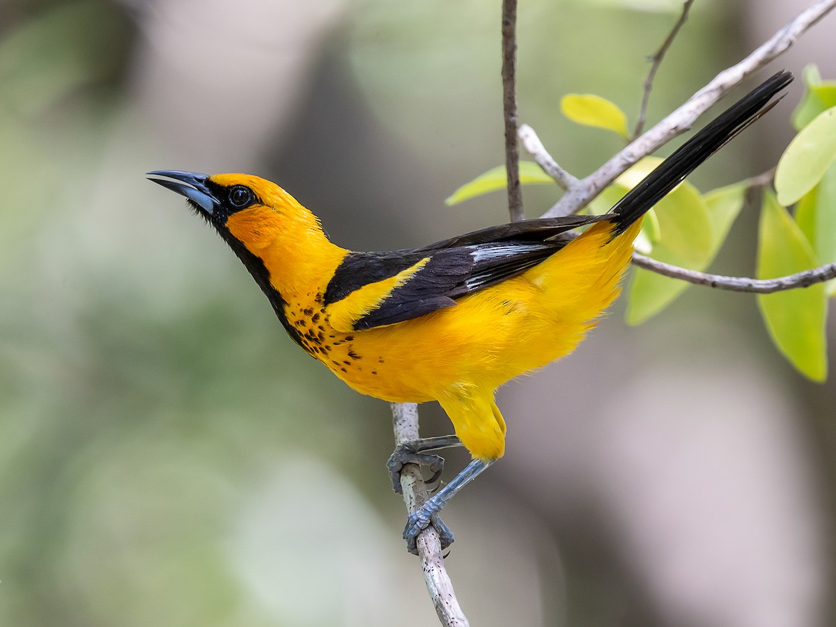 Spot-breasted Oriole - Icterus pectoralis - Birds of the World