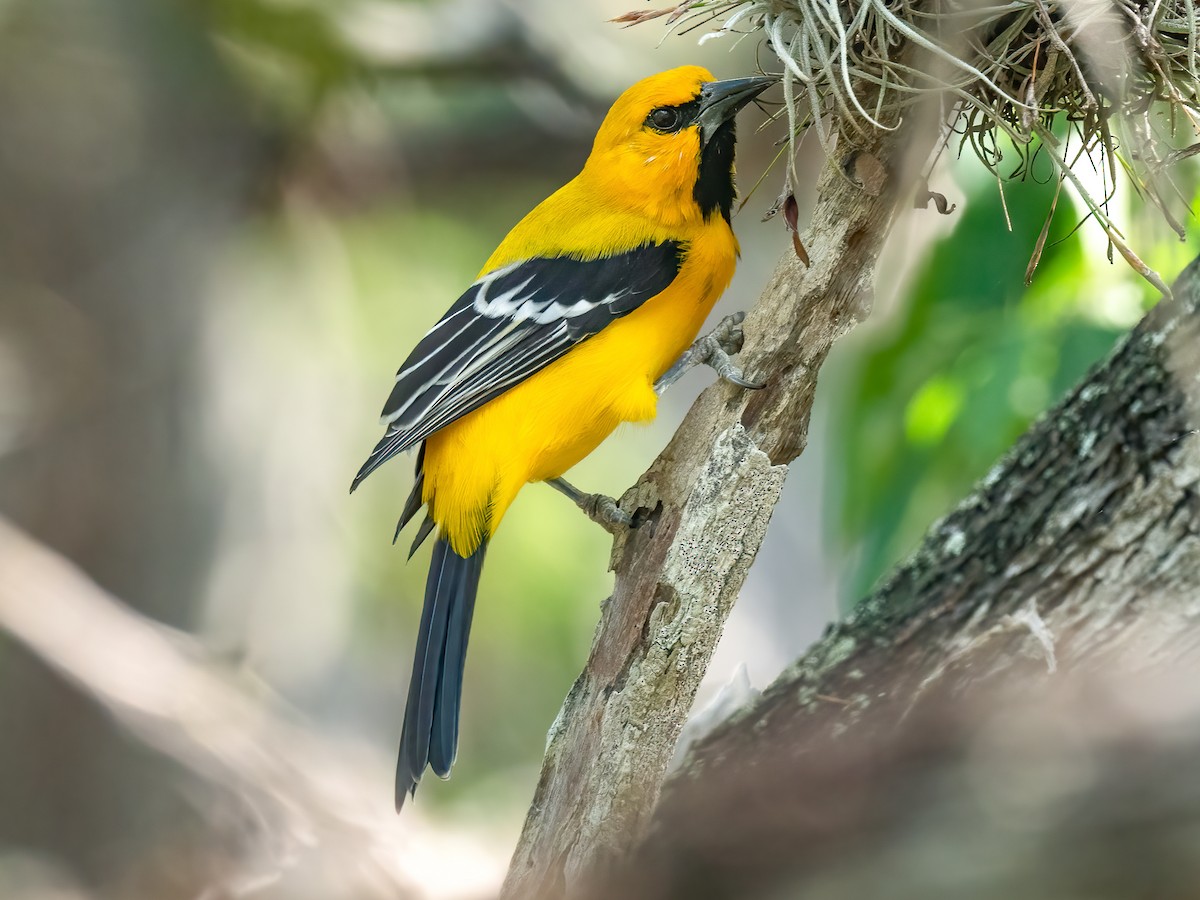 Yellow Oriole - Icterus nigrogularis - Birds of the World