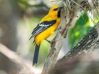 Yellow Oriole - Icterus nigrogularis - Birds of the World
