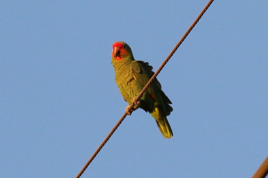 Red-crowned x Red-lored Parrot (hybrid) - eBird