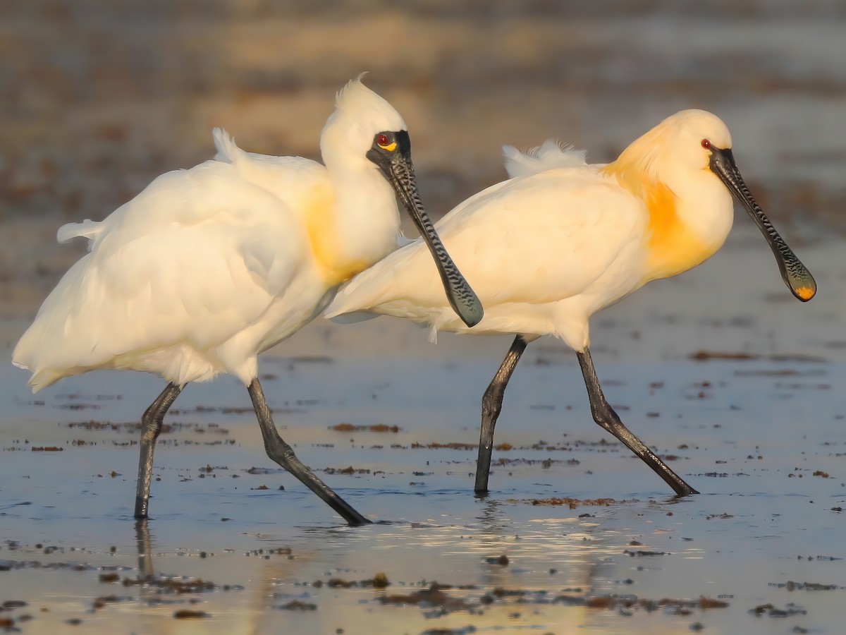 Black-faced Spoonbill - Platalea minor - Birds of the World