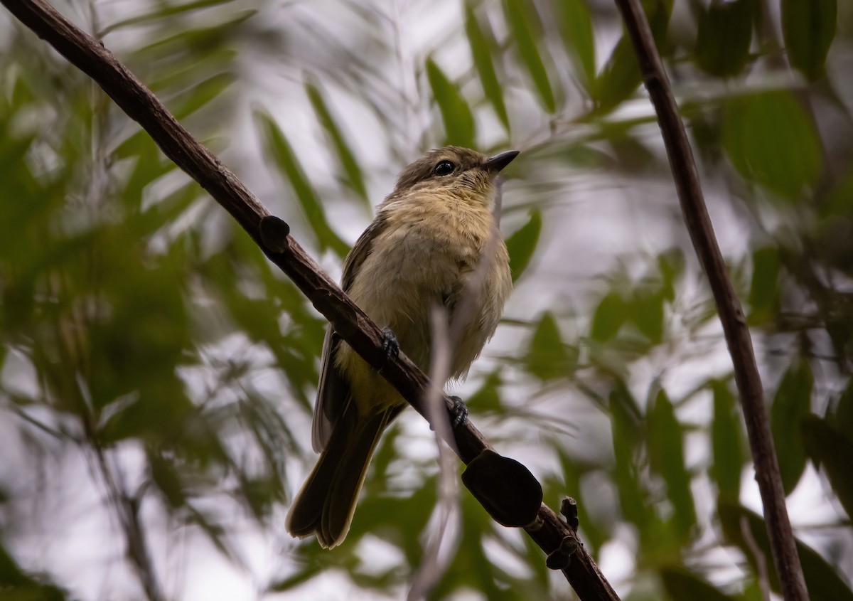 Tenggara Whistler (Timor) - eBird
