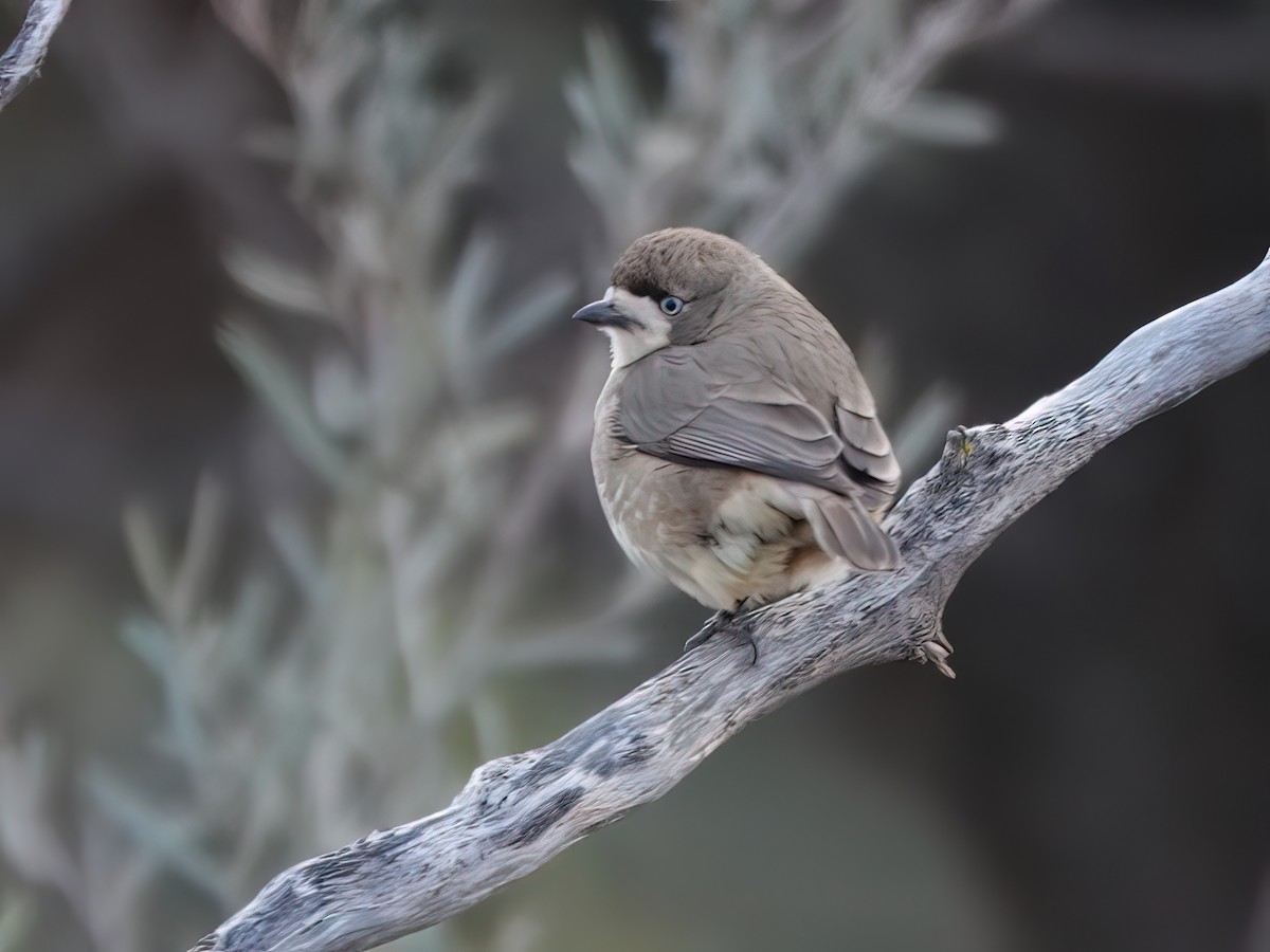 eBird Checklist - 4 Jul 2022 - Old Reservoir, Cobar - 24 species