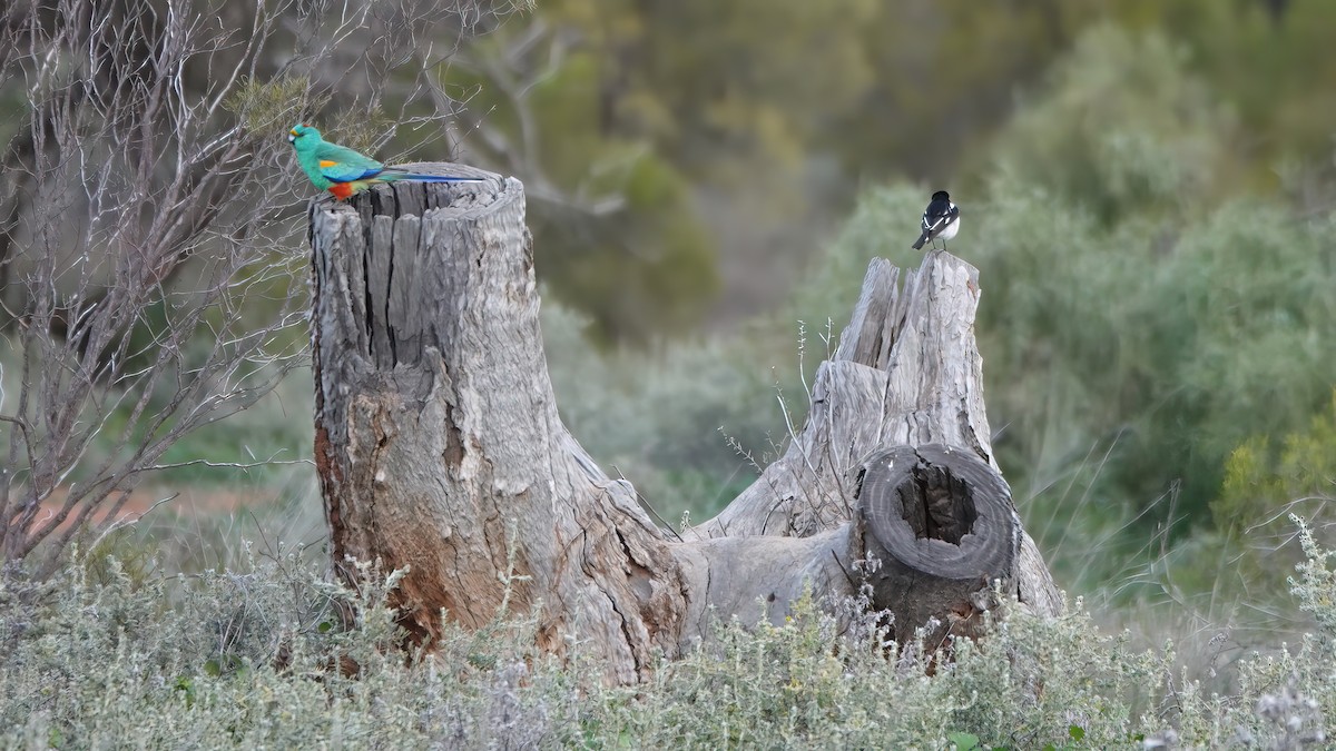 eBird Checklist - 4 Jul 2022 - Old Reservoir, Cobar - 26 species