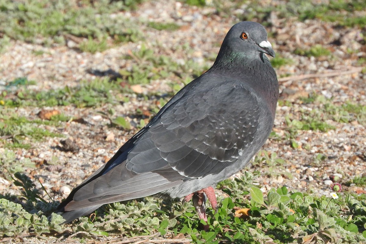 ML464755341 Rock Pigeon (Feral Pigeon) Macaulay Library