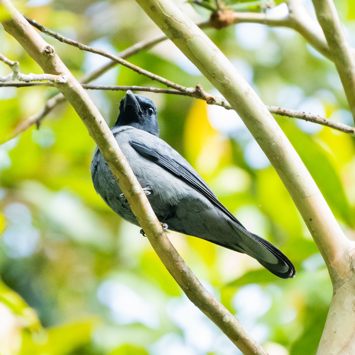 eBird Malaysia Checklist - 21 Jun 2022 - Kinabalu Park--HQ area (please use more specific ...