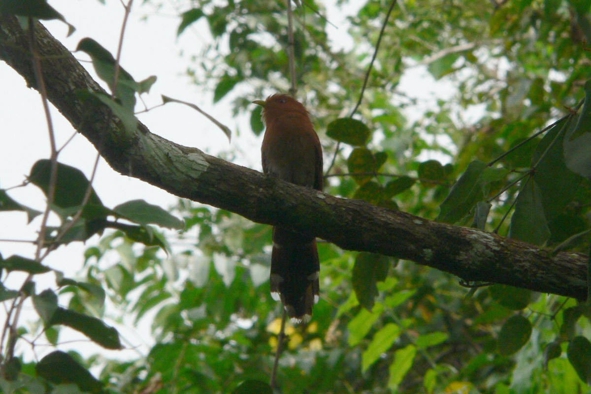 eBird Checklist - 15 Jan 2007 - Delta Amacuro--Isla Caiman - 77 species ...