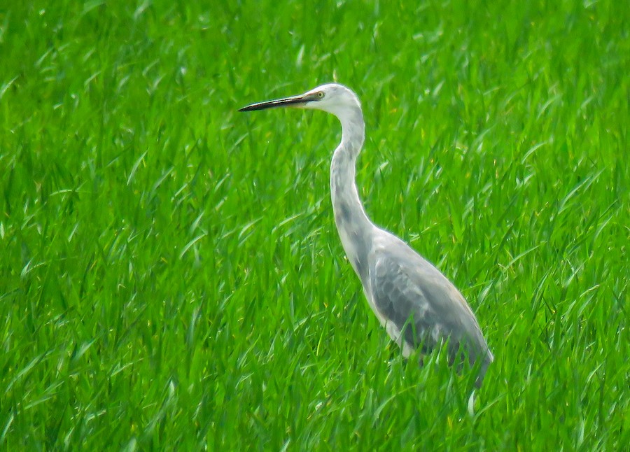 Mala bela čaplja x mala crna čaplja (hibrid) - eBird