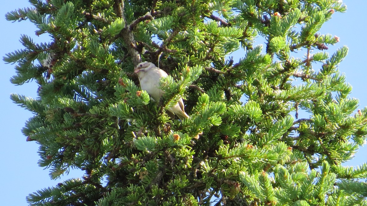 ML464865081 - Clay-colored Sparrow - Macaulay Library