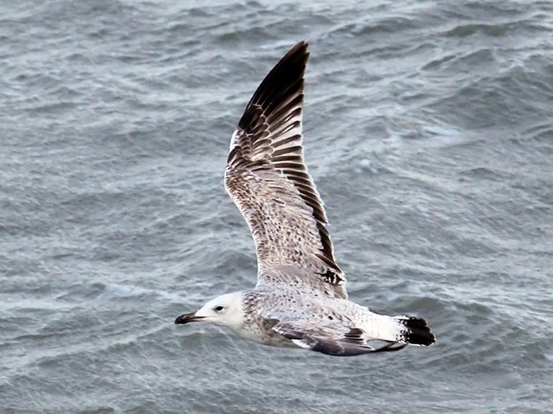 Caspian Gull - eBird