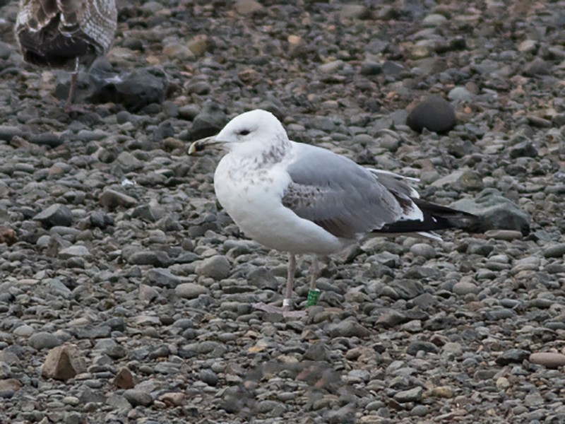 Caspian Gull - eBird