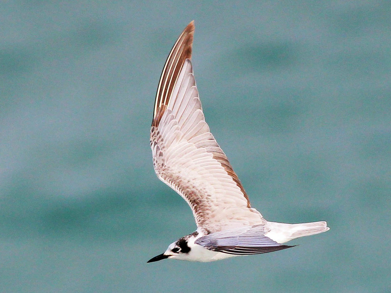 White-winged Tern - eBird