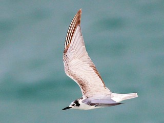 White-winged Tern - eBird