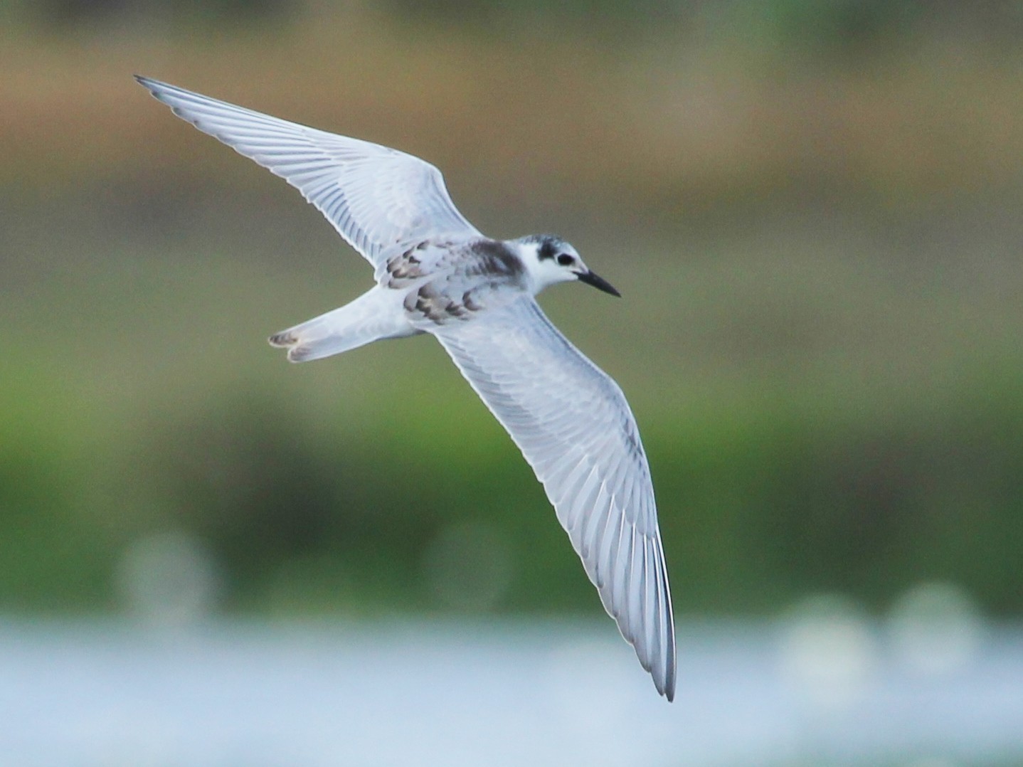 White-winged Tern - eBird