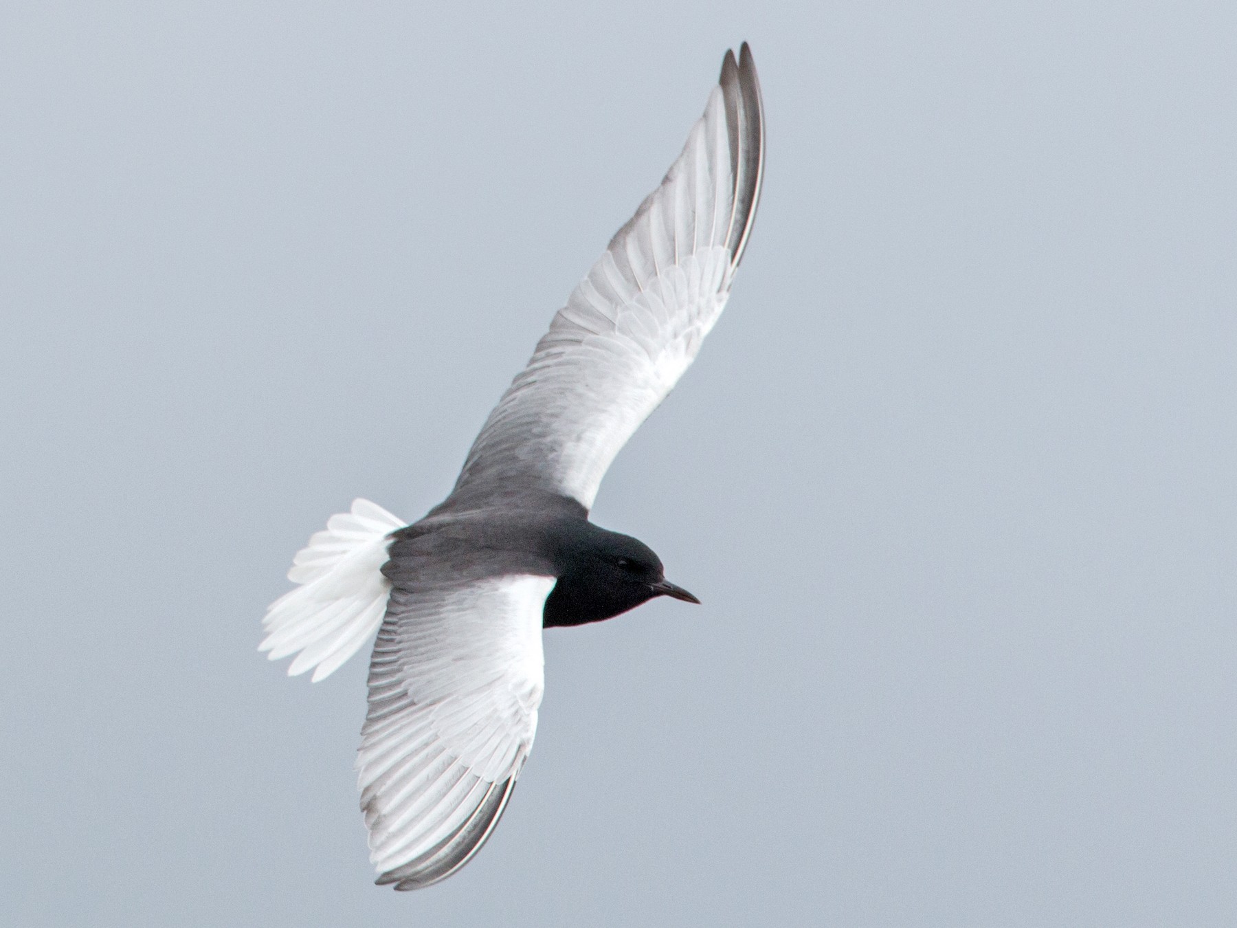 White-winged Tern - eBird