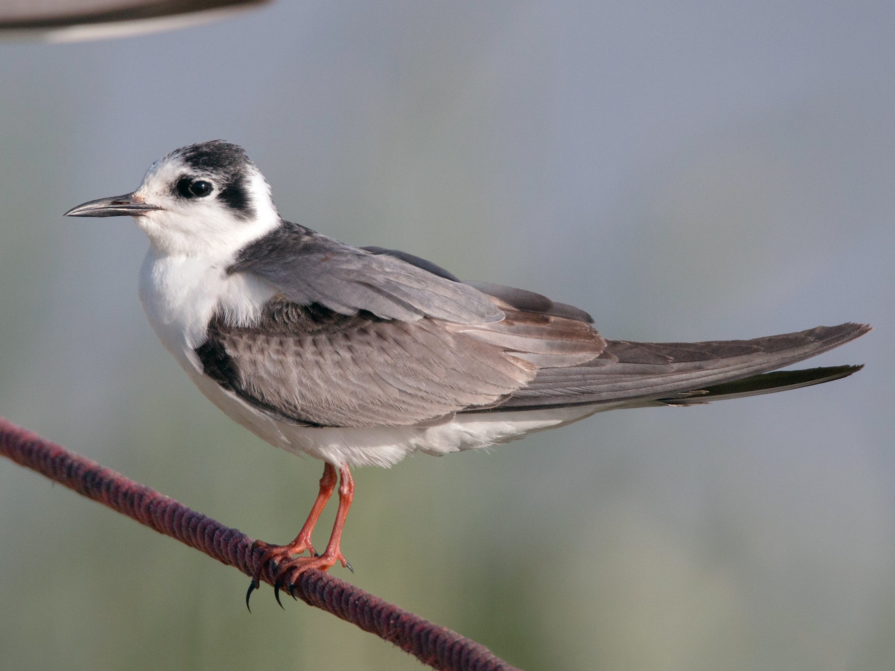 White-winged Tern - eBird
